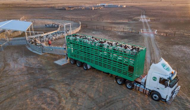 New innovation program to solve challenges in livestock transport ...