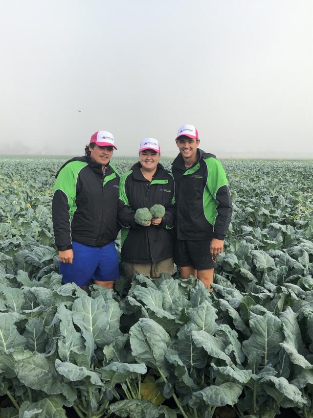 Lettuce create jobs | Queensland Farmer Today
