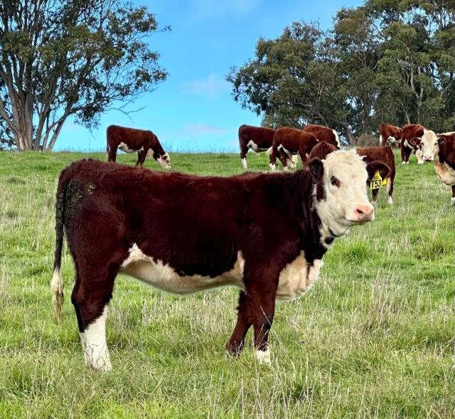 Strong youth essential for a strong breed | Queensland Farmer Today
