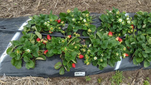 New variant hitting shelves | Queensland Farmer Today